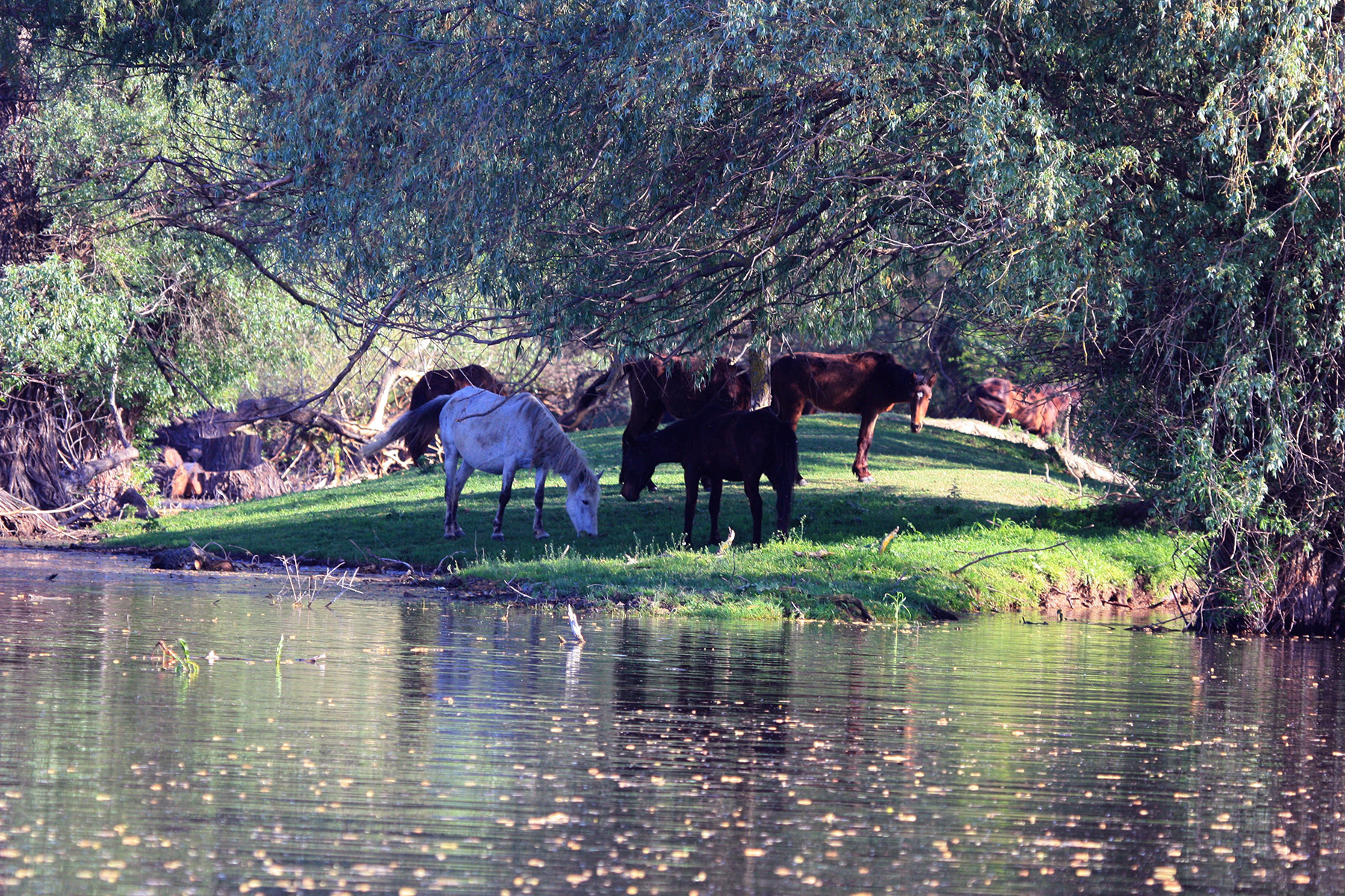 Letea, ultima frontiera - Pensiunea Dunarea Veche